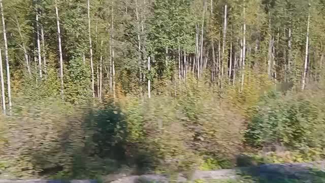 Ленинградская область, неподалёку от Тихвина