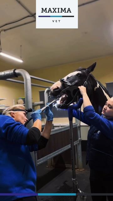 Здоровые ЗУБЫ - АКЦИЯ MAXIMA VET!