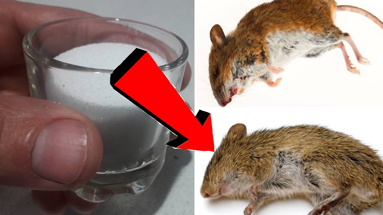 Как избавиться от мышей и крыс навсегда За 1 минуту.!...