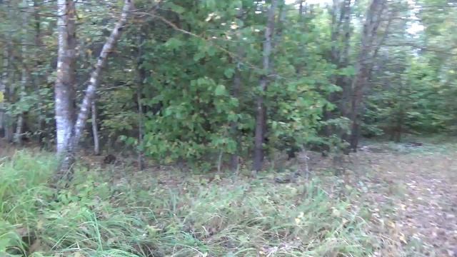 Лес Старые Батеки.