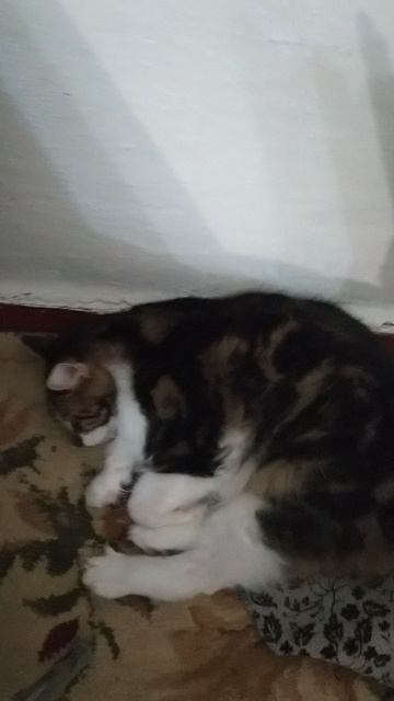 показываю Боню спящую мордочку