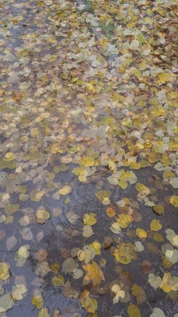 Дождь и листья