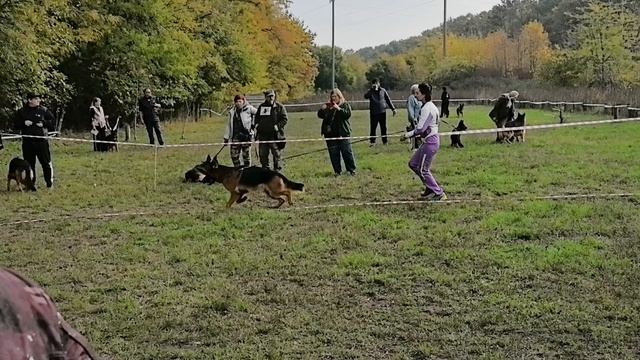 ПОДРОСТКИ КОБЕЛИ / КЧК КРАСНОДАР 18 октября`25 Е.Медведева Моно немецких овчарок