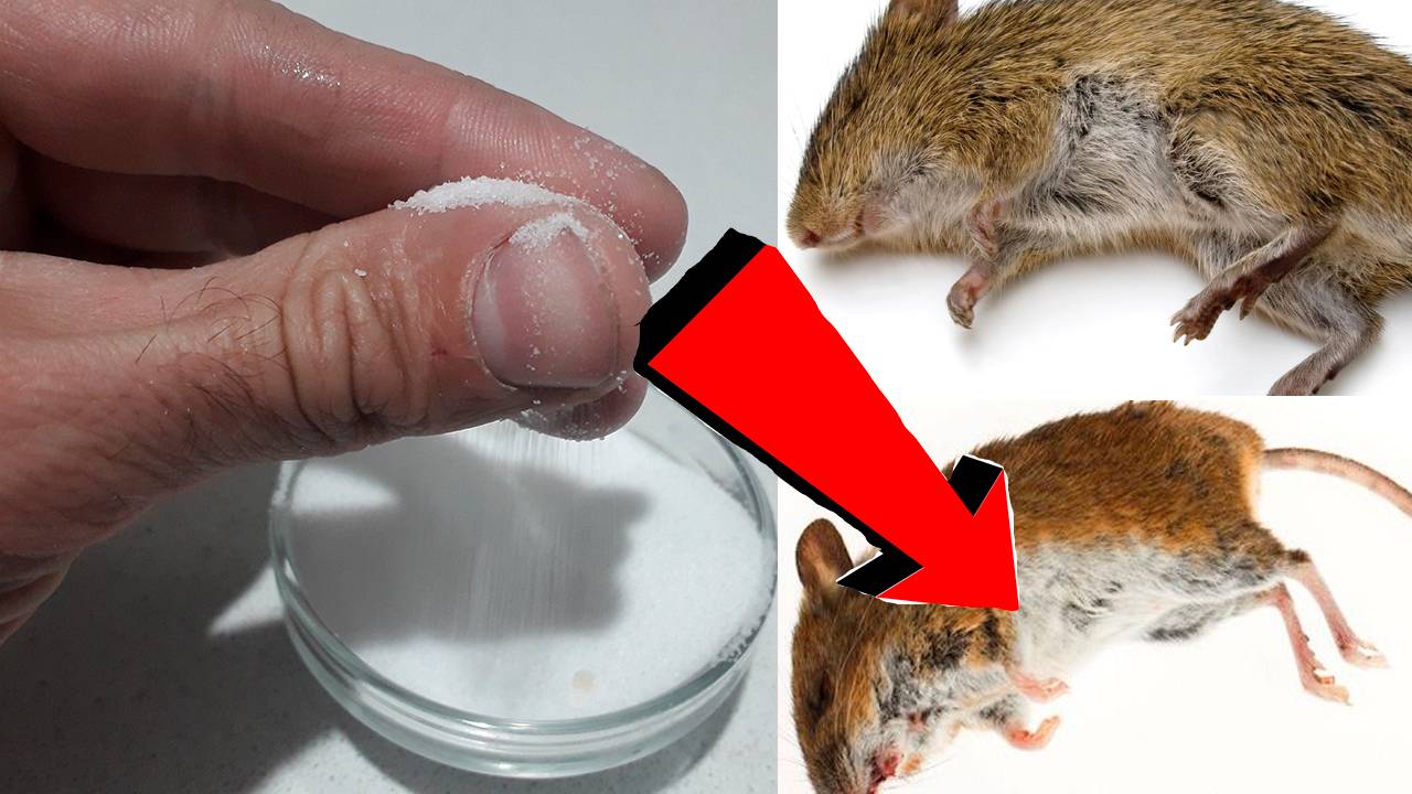 Как избавиться от мышей и крыс навсегда За 1 минуту.!!!...
