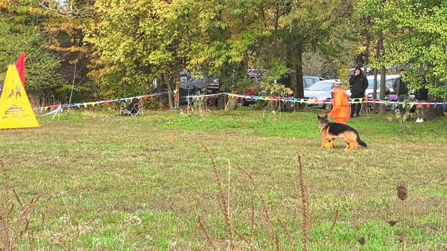 1 Отл. КЧК Star Winner DARK FIRE Лучшая защита! №9. КРАСНОДАР 18 октября`25 Моно немецких овчарок