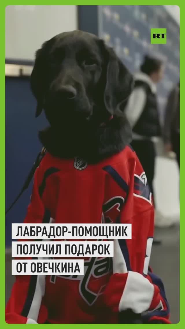 Овечкин подарил джерси со своей фамилией щенку по имени Ови