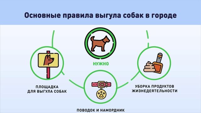 Основные правила выгула собак в Москве
