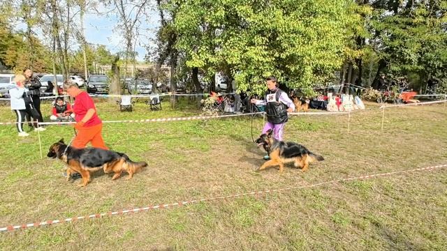 ЮНИОРЫ СУКИ ДШ / КЧК КРАСНОДАР 18 октября`25 Е.Медведева Моно немецких овчарок