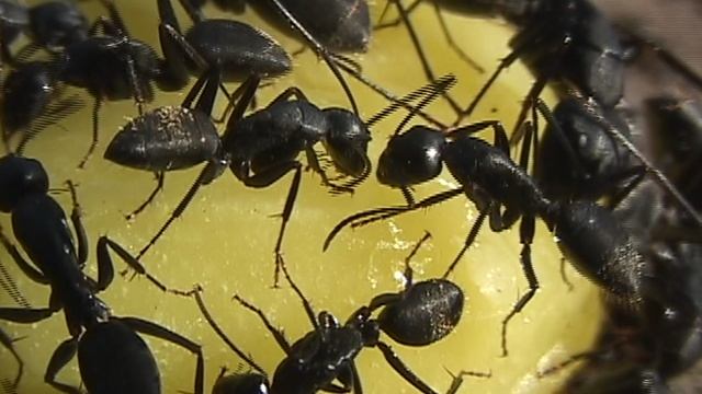 Доминутки+))). Муравьи на жёлтой конфете