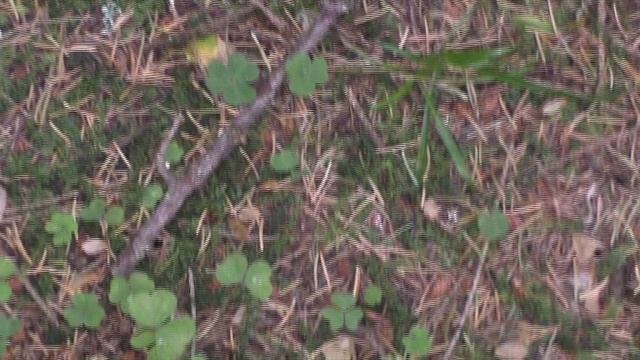 Лес за Вязовенькой. Рядовки собираем.