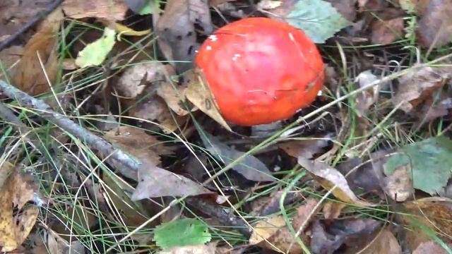 Мухомор настоящий.