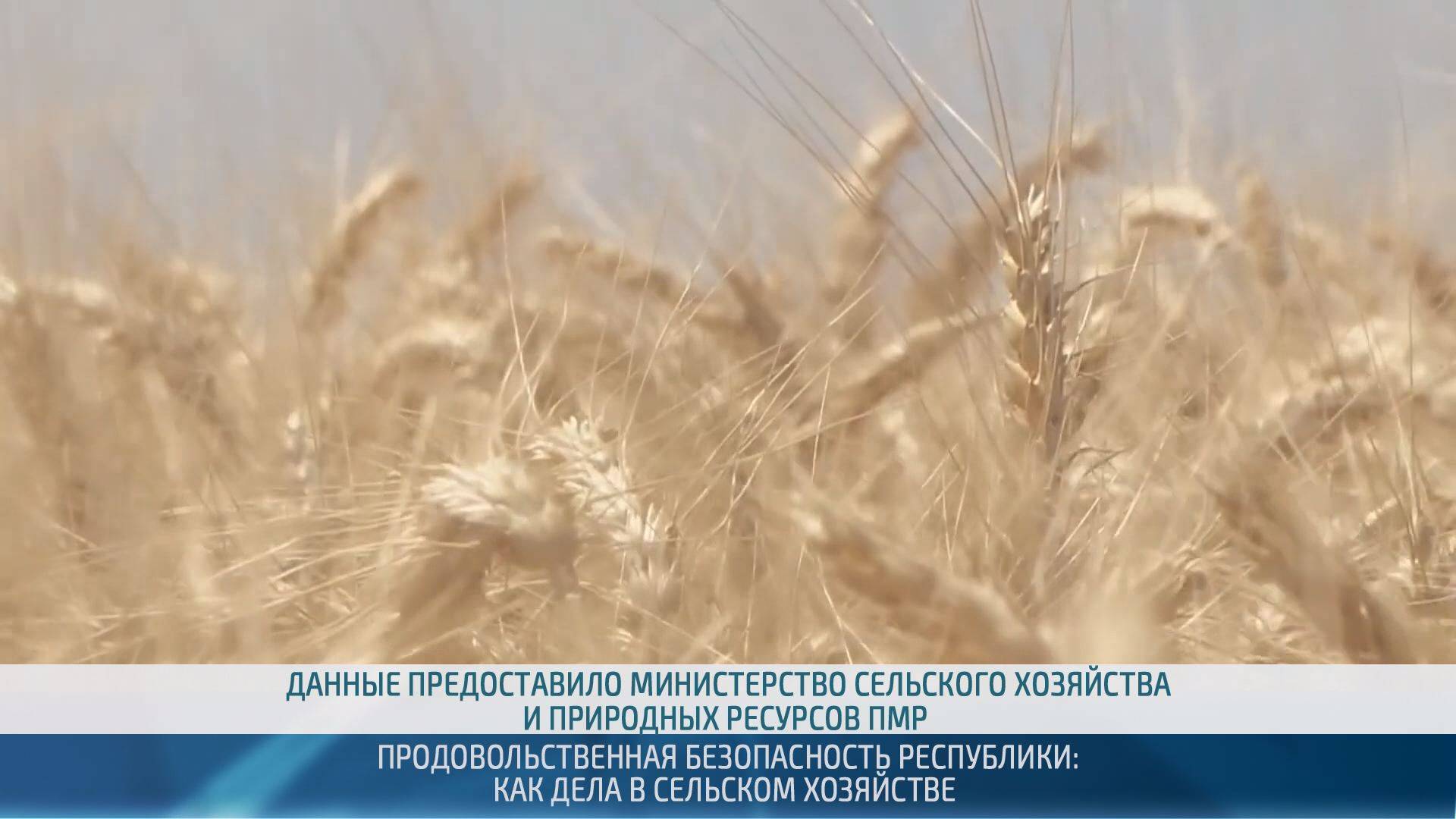 Продовольственная безопасность: как обстоят дела в сельском хозяйстве – 23.10.2025