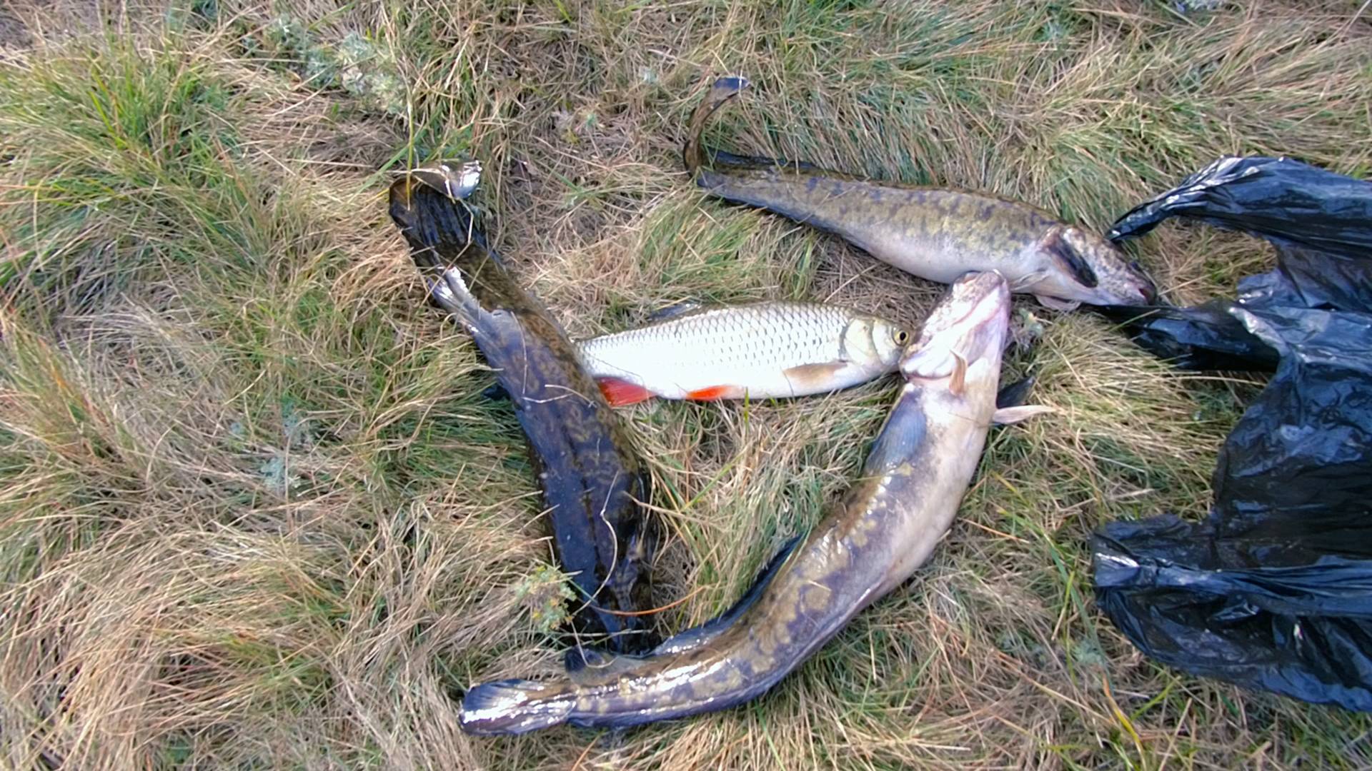 Рыбалка  на живца на малой реке. Хищник клюёт! Тычки на налима 2025. Октябрь. #4