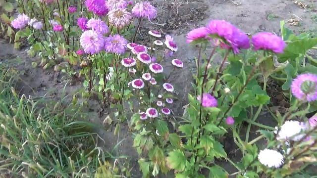 Цветочки в садочке.