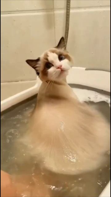 Смешные коты #87-4