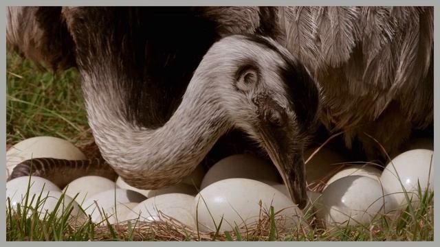 ✨Спокойной ночи, малыши✨191/2025 Самый-самый страус