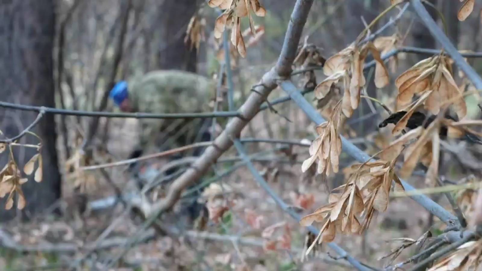 Специалисты продолжают очищать Рудничный бор от вредоносного американского клёна