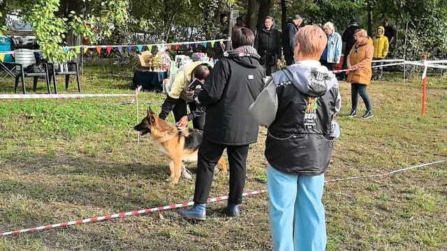 ВЕТЕРАНЫ СУКИ / КЧК КРАСНОДАР 18 октября`25 Е.Медведева Моно немецких овчарок