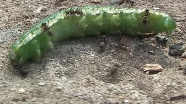 Доминутки ))). Щекотка