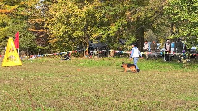 3 Отл. Баунти Вэй ШЕРМАН №11. КРАСНОДАР 18 октября`25 Моно немецких овчарок