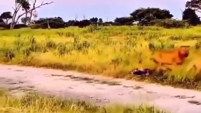 Гроза саванны