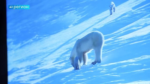 ПЕРВЫЙ ПОКАЗ ДОКУМЕНТАЛЬНОГО ФИЛЬМА О БЕЛЫХ МЕДВЕДЯХ СОСТОЯЛСЯ НА КАМЧАТКЕ • НОВОСТИ КАМЧАТКИ