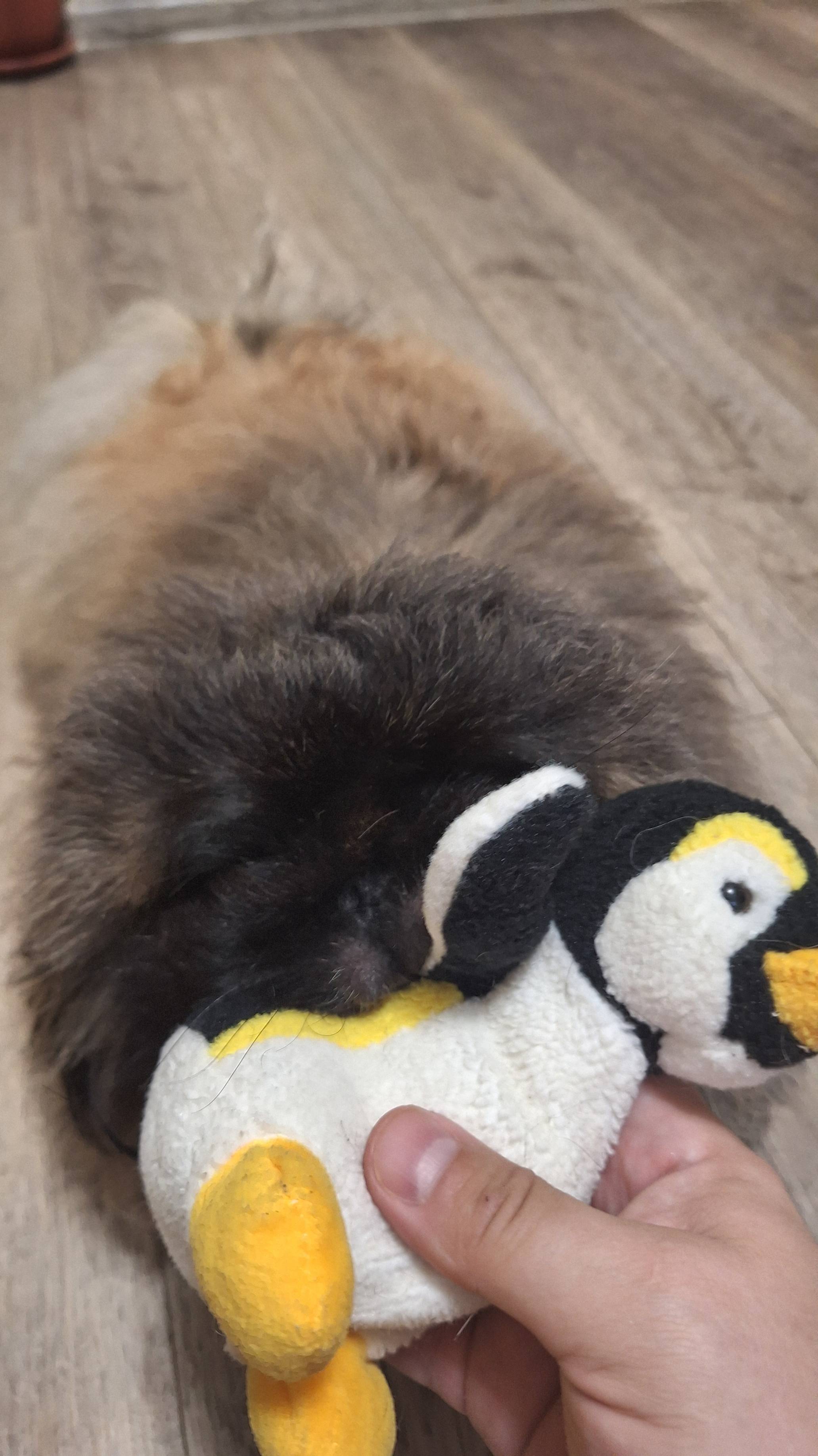 Пекинес Дендик и пингвин