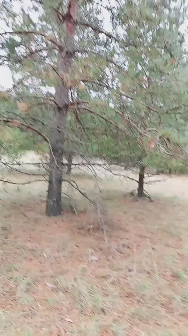 в лесу зелено  и запашисто