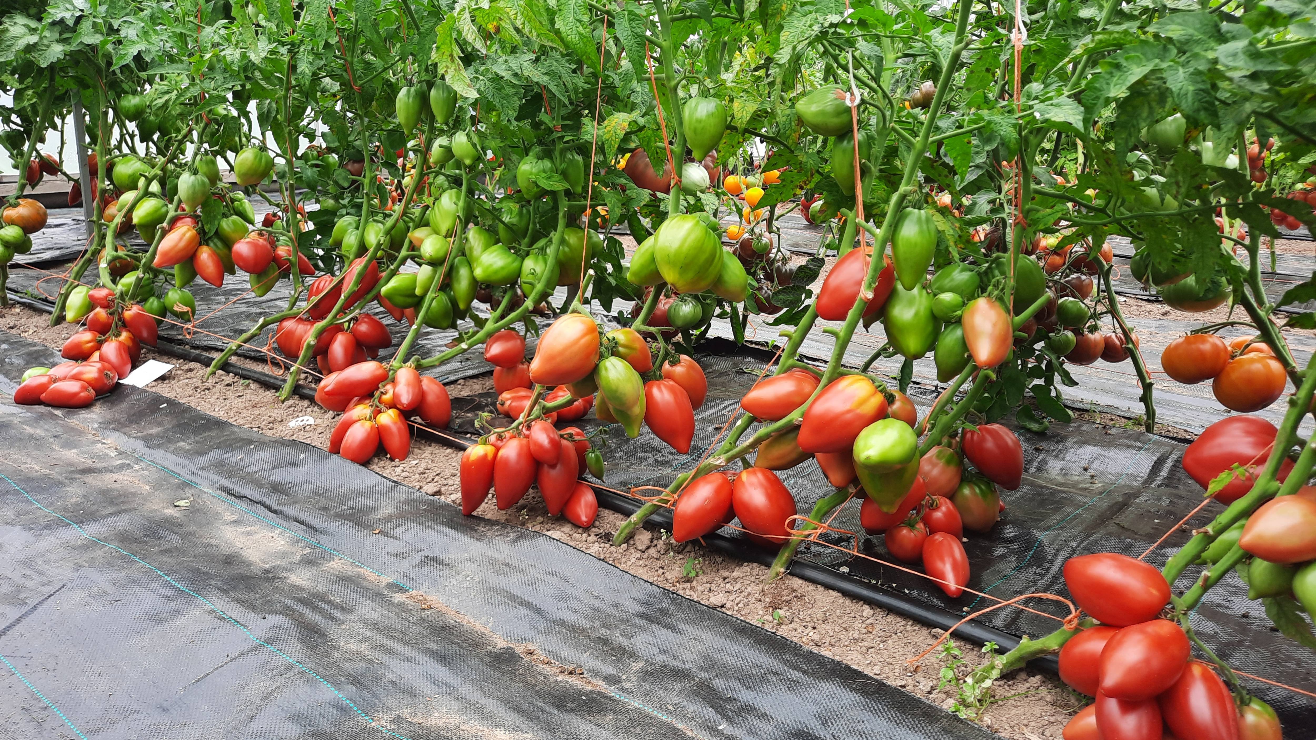 Гном Головорез - Проверенный сорт томатов