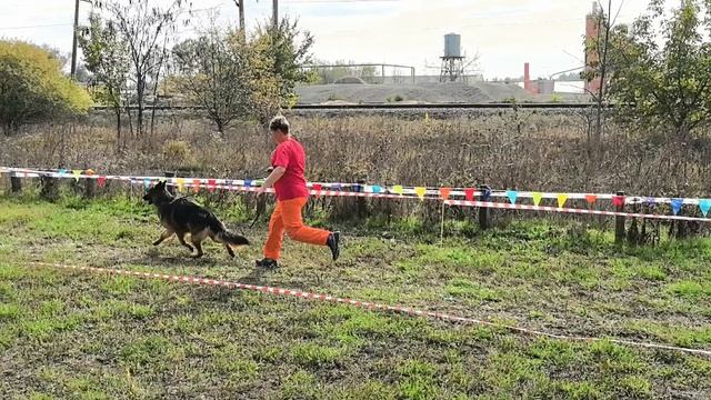 ЮНИОРЫ КОБЕЛИ ДШ / КЧК КРАСНОДАР 18 октября`25 Е.Медведева Моно немецких овчарок