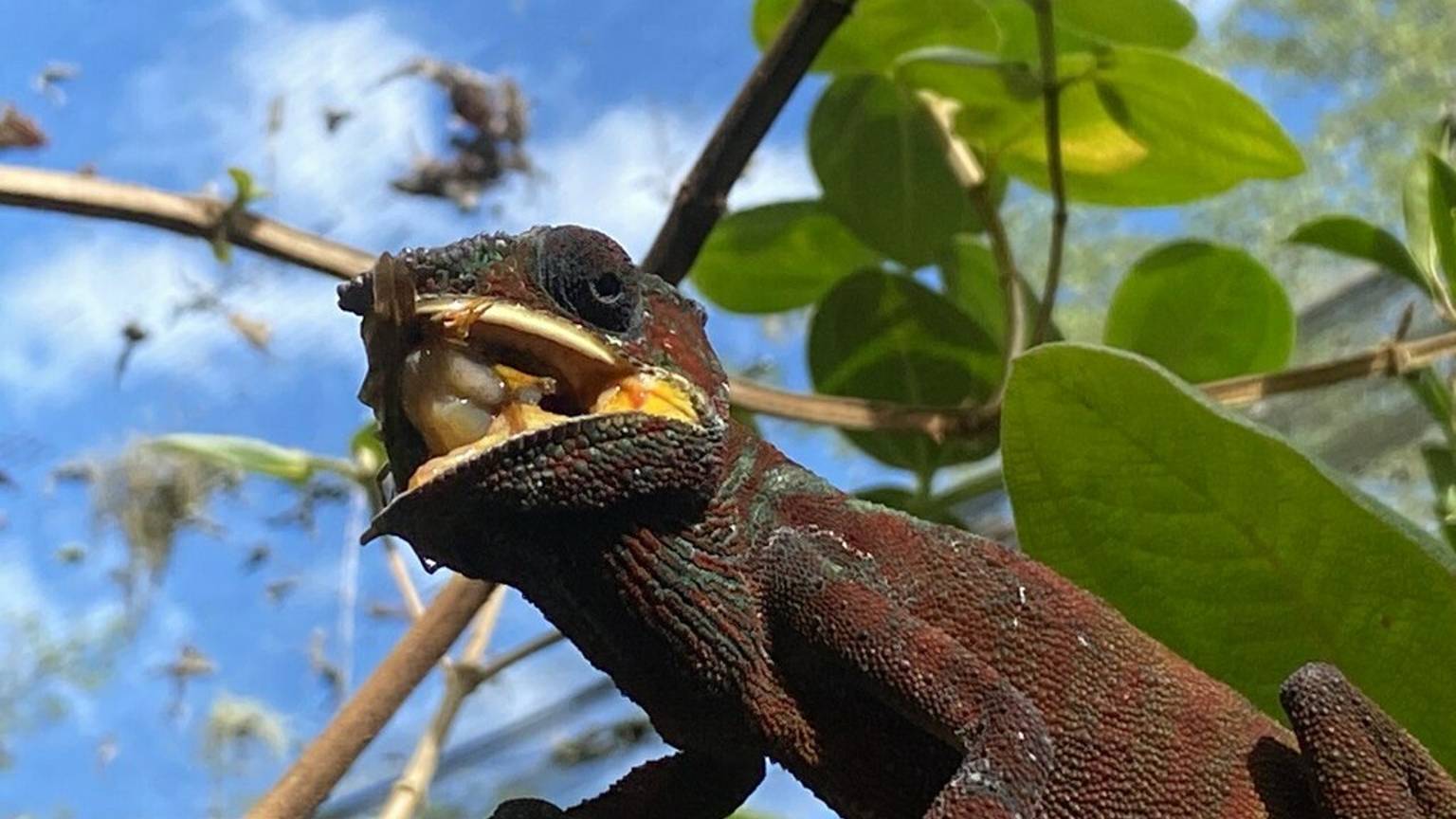 Пантерный хамелеон