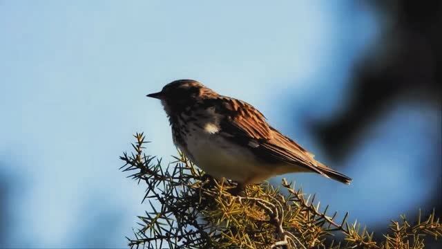 Звук природы. Птицы. Луг. Пение Жаворонка на летнем лугу