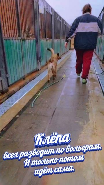 "Старшая стая возвращается с прогулки" ❥ Приют в Малинках