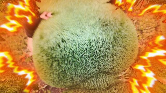 Ника и бегемоты