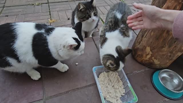 🔥глажу кототигров, Клепа с перепугу перепрыгнул Енота😅