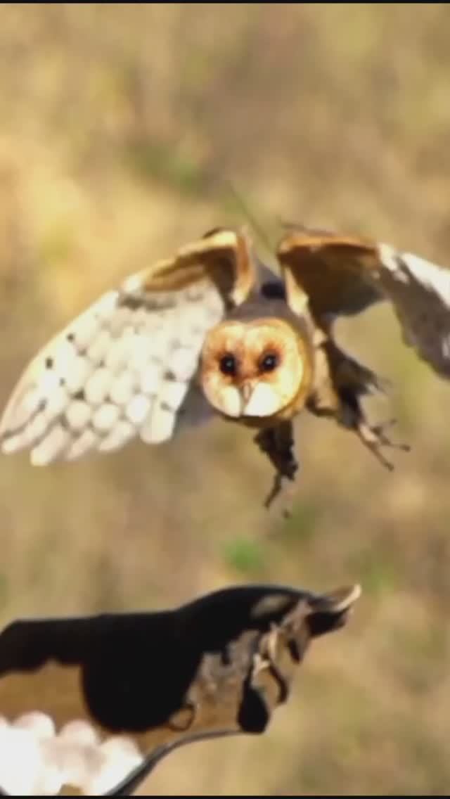 Совы : Хищники леса