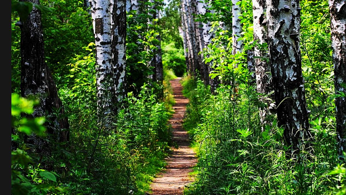 Тропка -заветная