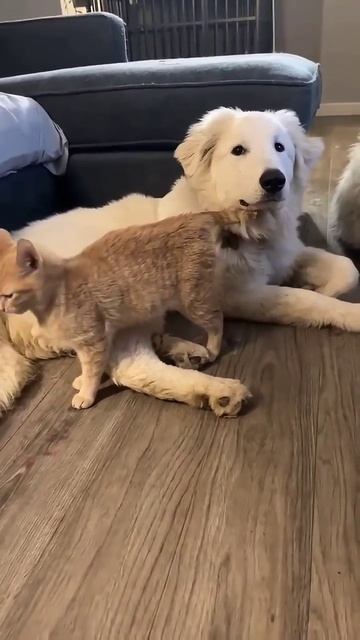 Кот и Собака 😀😀😀