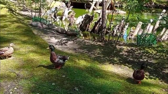 Тыгыдым во всей красе. Видео-экскурсия.