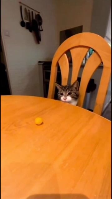 Смешные коты #87-5