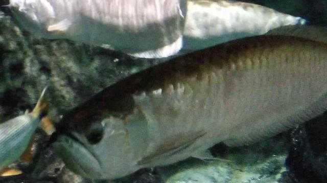 Москвариум. Арована.