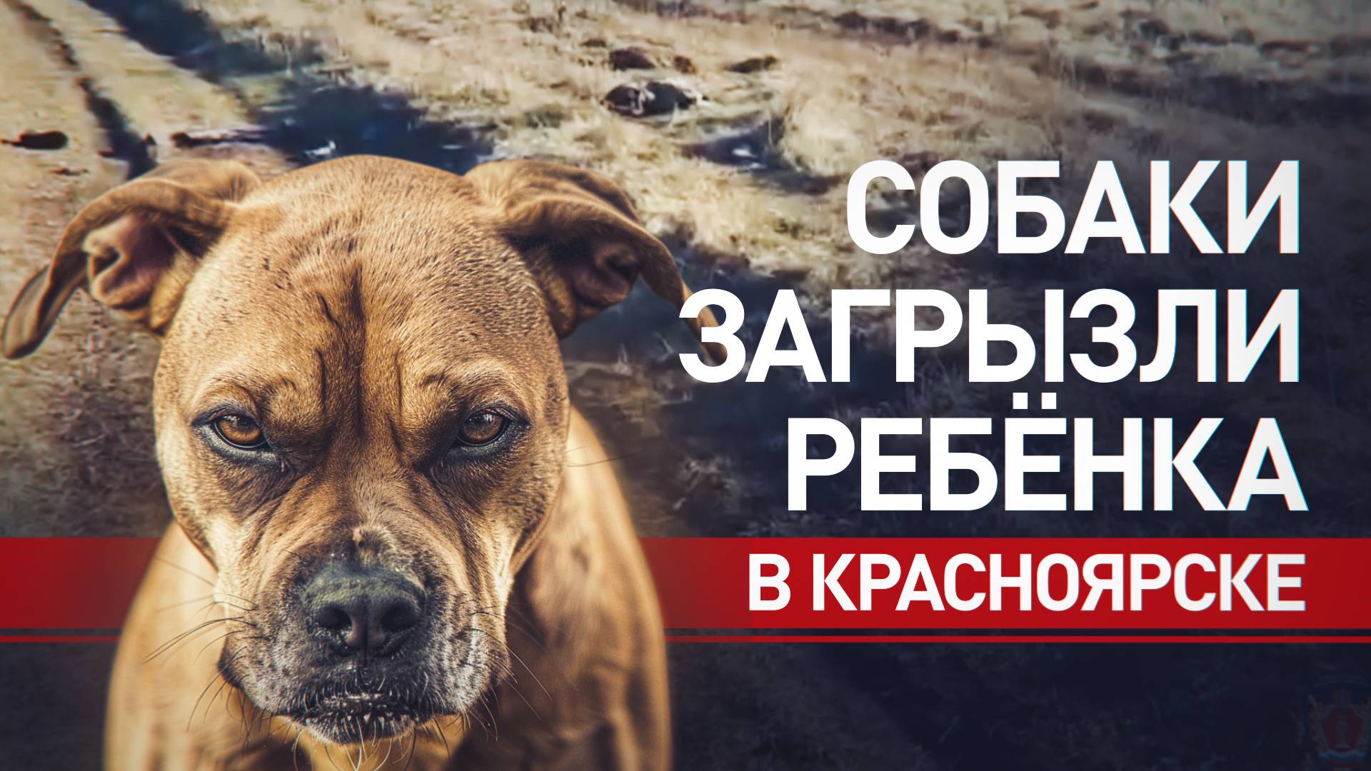 СК возбудил дело после гибели ребёнка от нападения собак в Красноярском крае