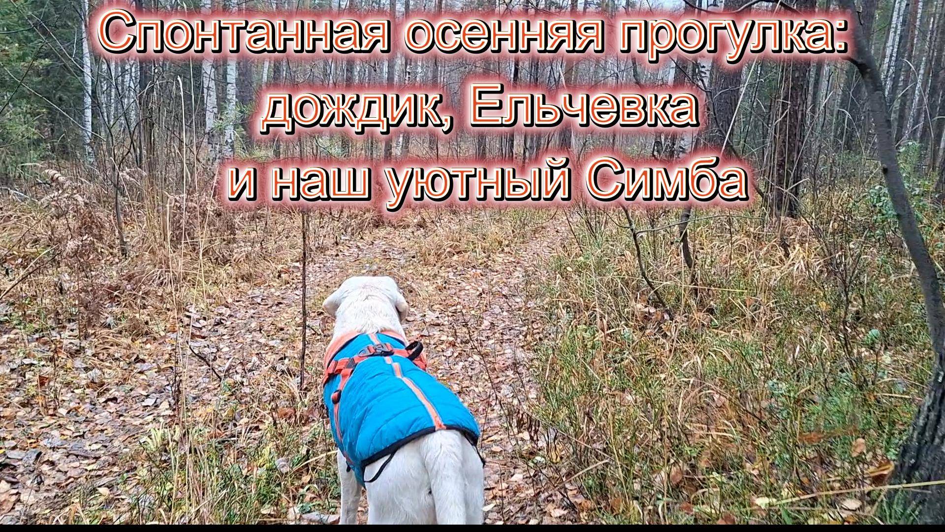 Спонтанная осенняя прогулка: дождик, Ельчевка и наш уютный Симба