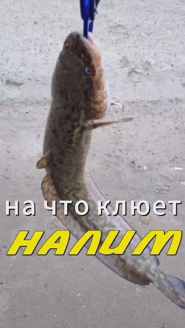 На что клюет налим?