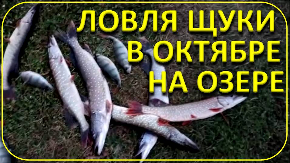 Ловля щуки на озере в октябре