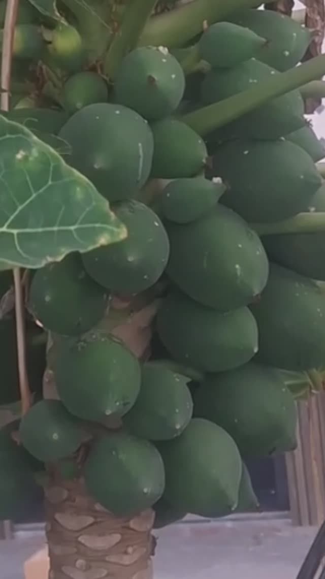 ОСЕННЯЯ АЛАНЬЯ. ТУРЦИЯ 2025.