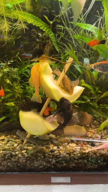 У нас сегодня кабачок😉А вы чем балуете своих рыбок?