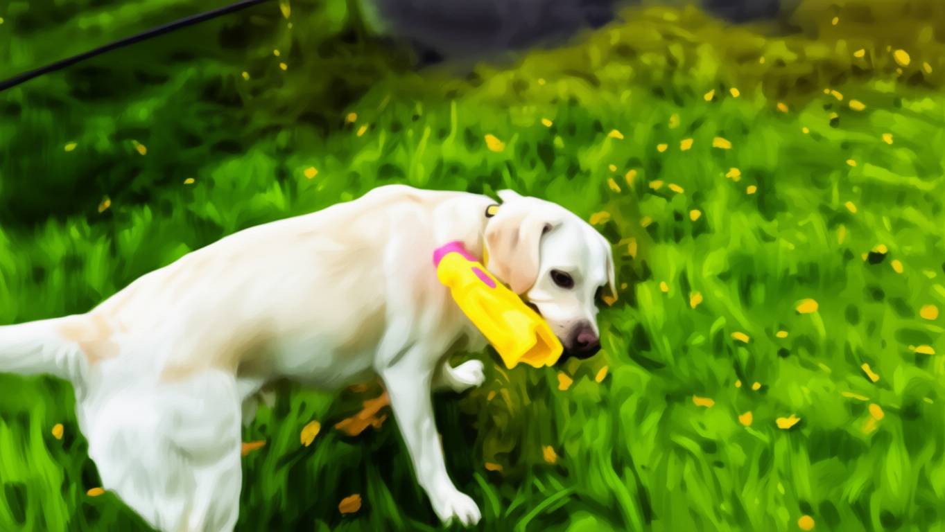 Симба vs Пистолетик: Кто здесь главный 😂  Вечерние Игры Лабрадора