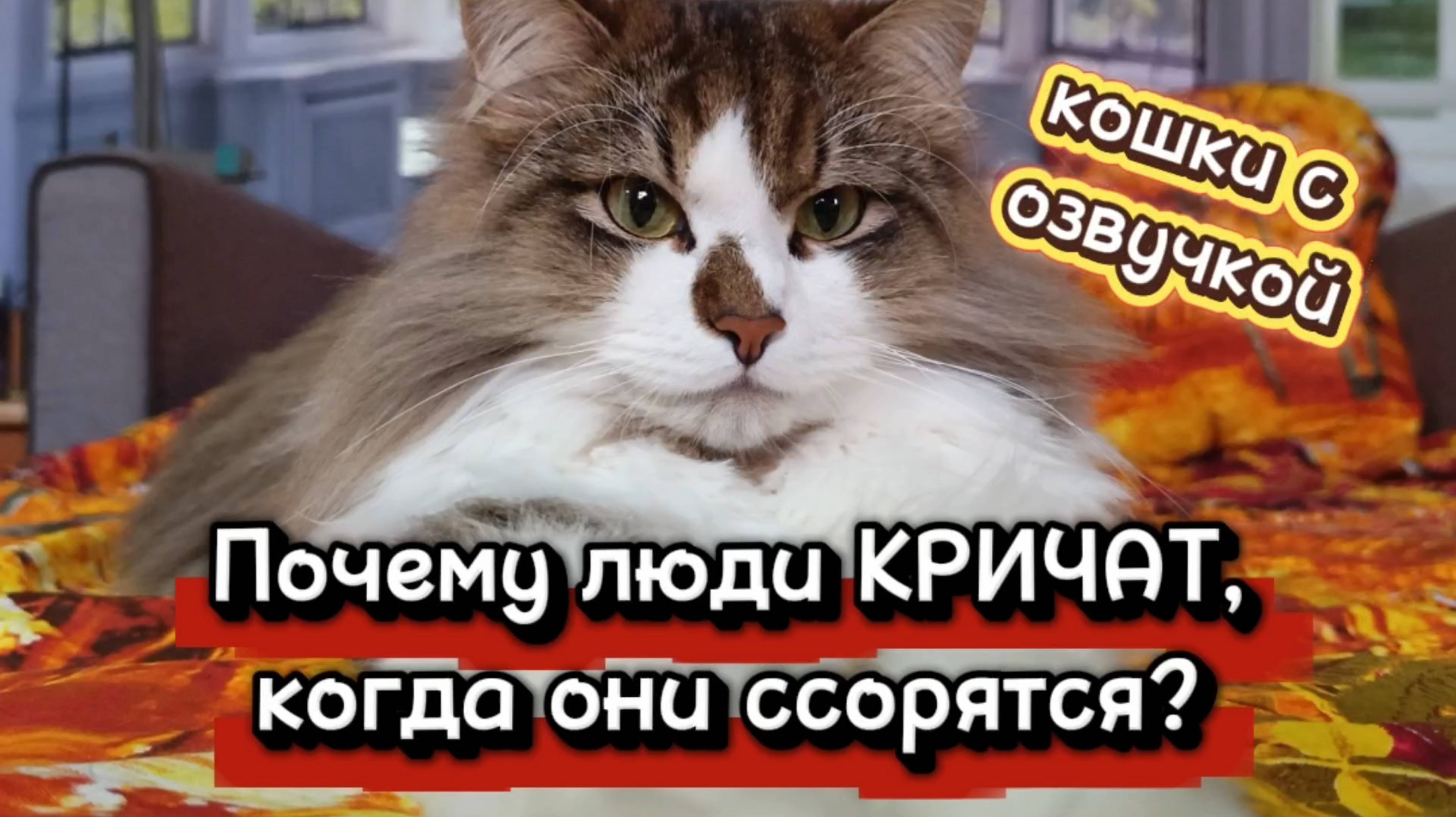 КОШКИ С ОЗВУЧКОЙ.