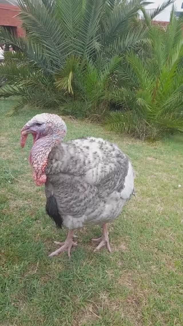 Индейка и BUDGIE